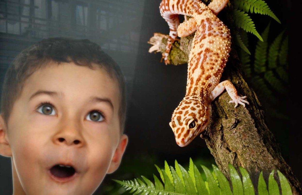 Museum of Discovery and Science: Gecko Exhibit | Leo Goodwin Foundation